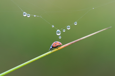Blog: Alice Whitehead | Coronation Gardens