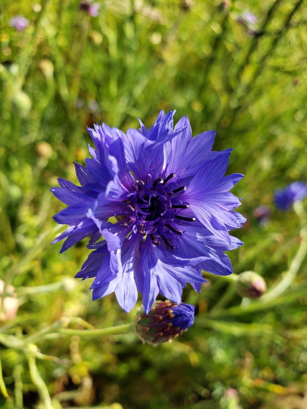 Grow Flowers to Eat | Coronation Gardens